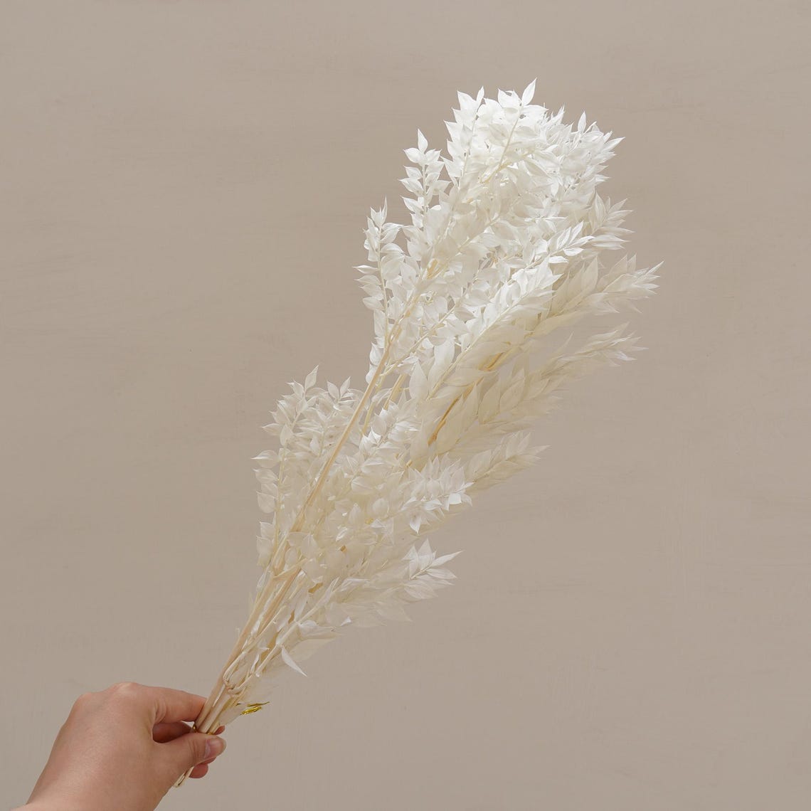 Premium Italian White Ruscus,preserved Flowers,bouquet Decoration ...