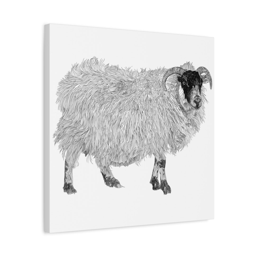 Aries Highland Ewe matte Canvas, Stretched, 1.25 - Etsy