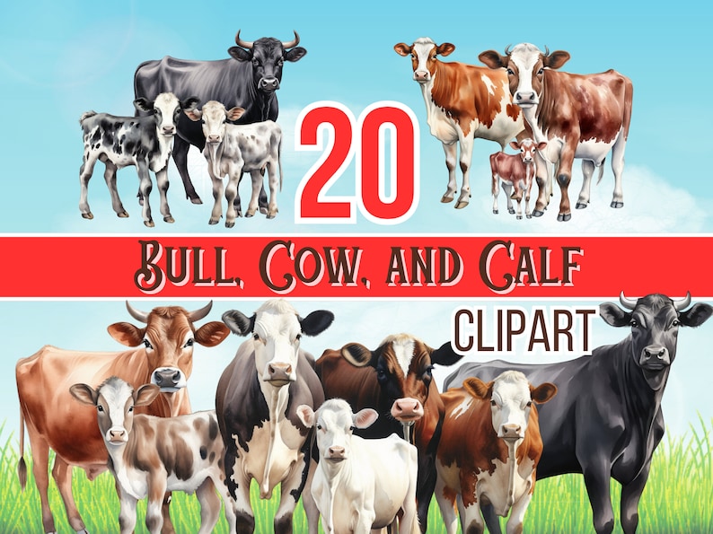 20 Cow, Calf, & Bull Clip Art Set: Illustrated Cartoon Cow Drawings ...