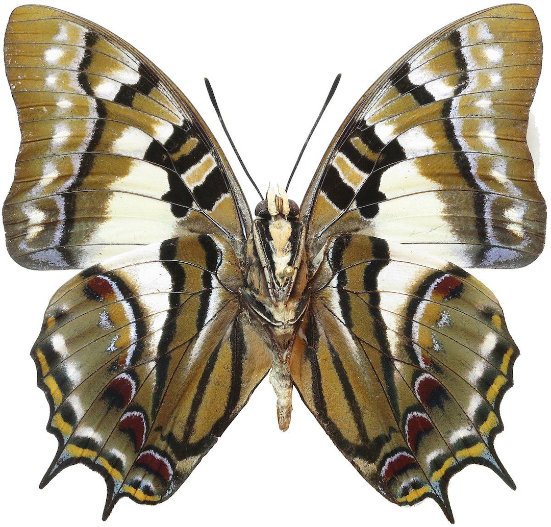 Real Charaxes Sempronius Butterfly Specimen tailed Emperor, UNSPREAD ...
