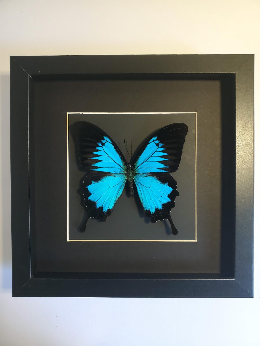 Real Framed Butterfly, Papilio Ulysses (blue Mountain Swallowtail ...