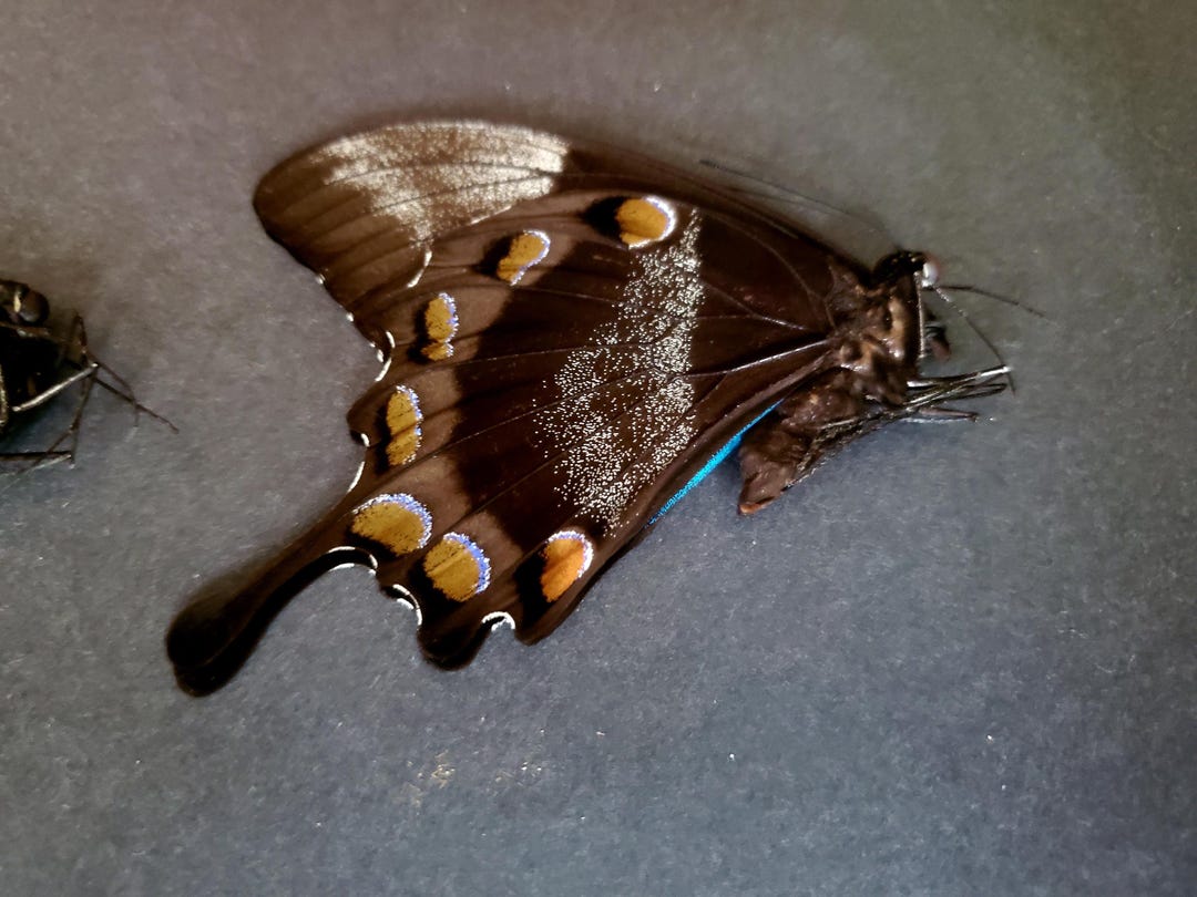 Real Papilio Ulysses Butterfly Specimen blue Emperor Swallowtail ...