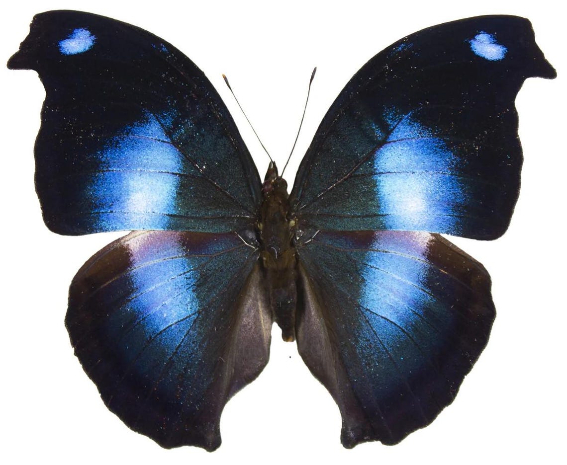 Real Napeocles Jucunda Butterfly Specimen, (great Blue Hookwing ...