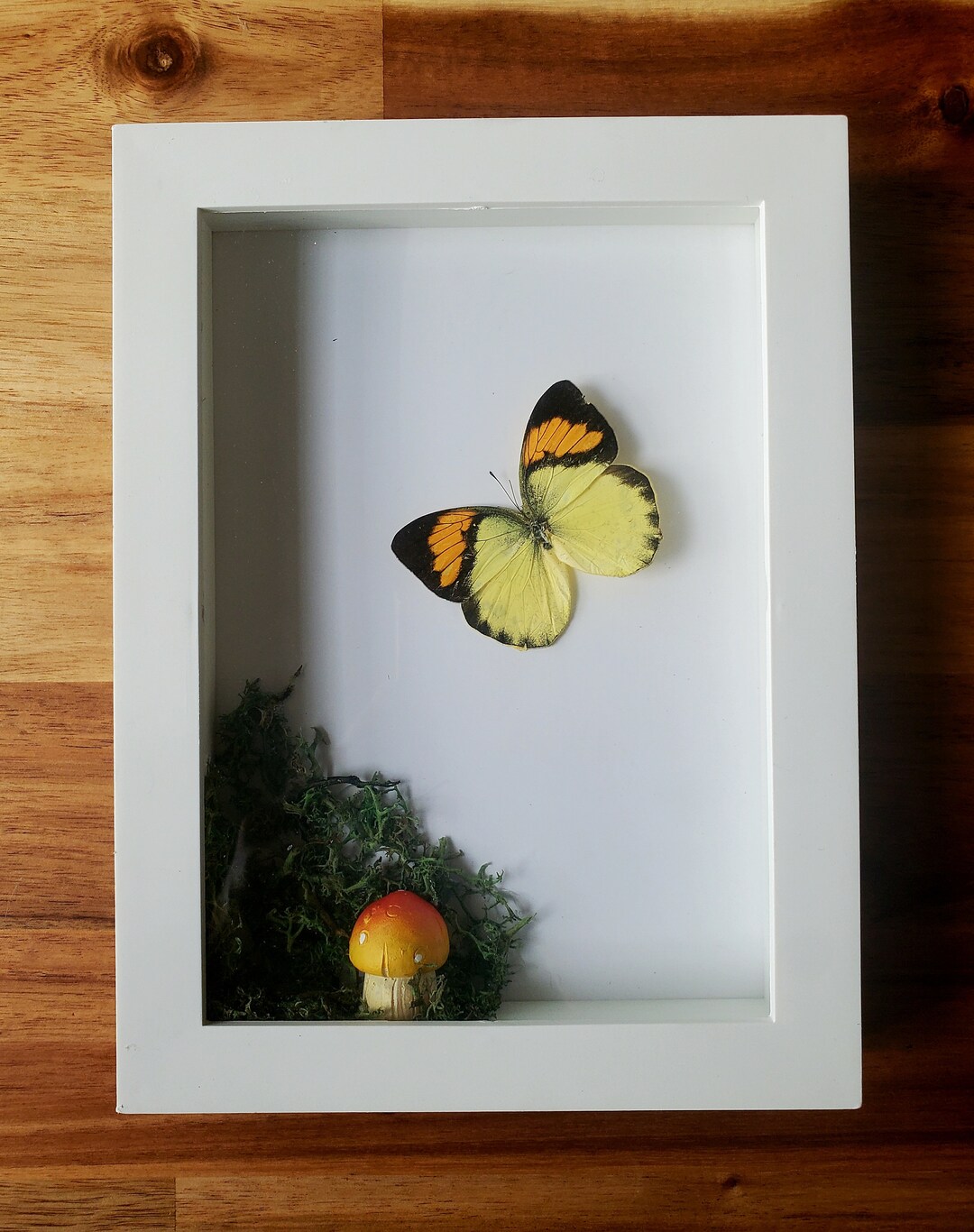 Real Framed Butterfly, Ixias Pyrene, Shadow Box Terrarium, Insect ...