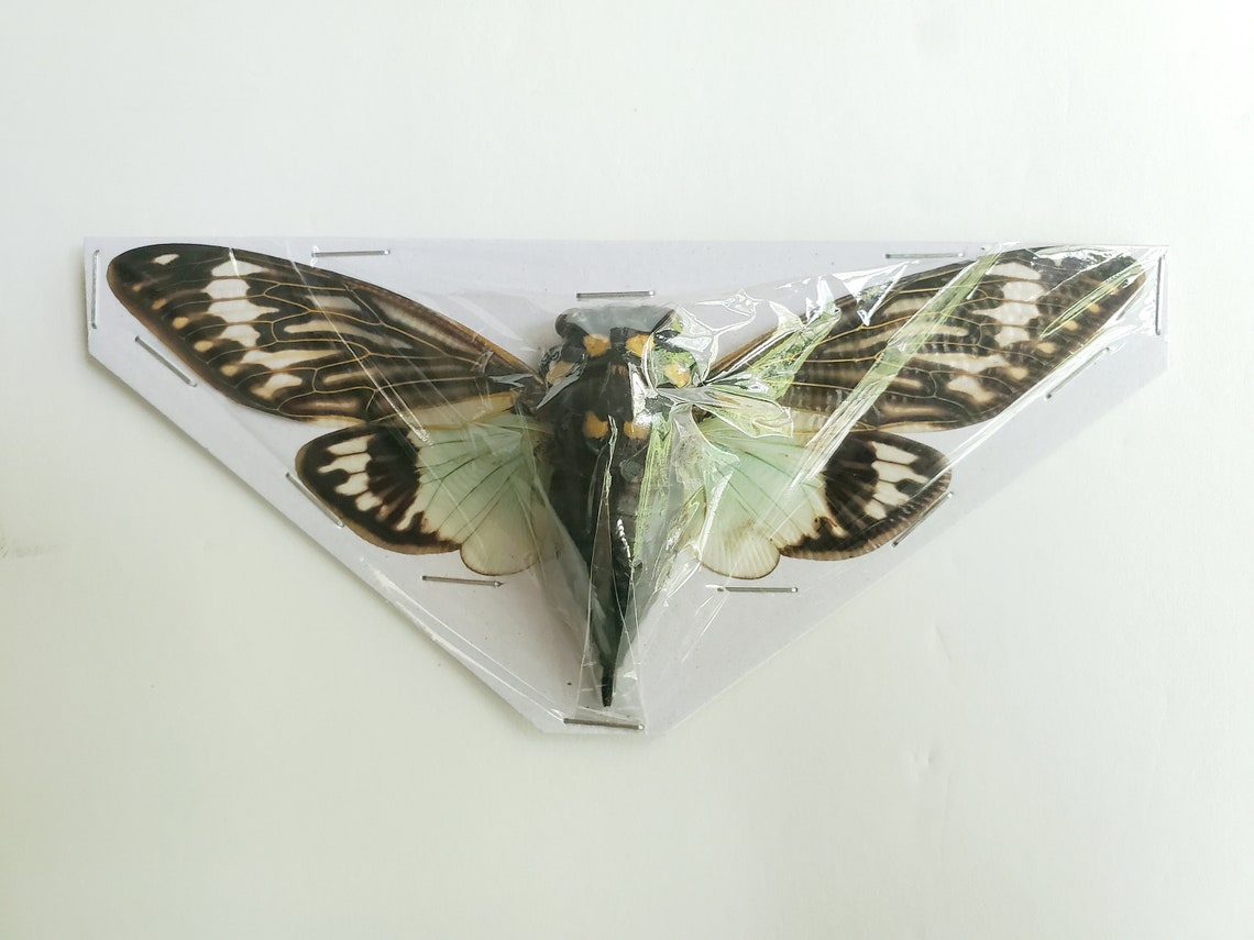 Real Tosena Splendida SPREAD, Cicada Specimen, A1 Quality, Perfect ...