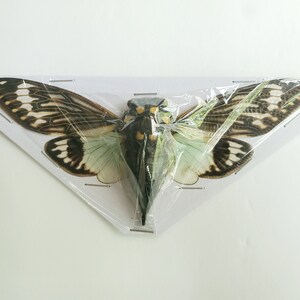 Real Tosena Splendida SPREAD, Cicada Specimen, A1 Quality, Perfect ...