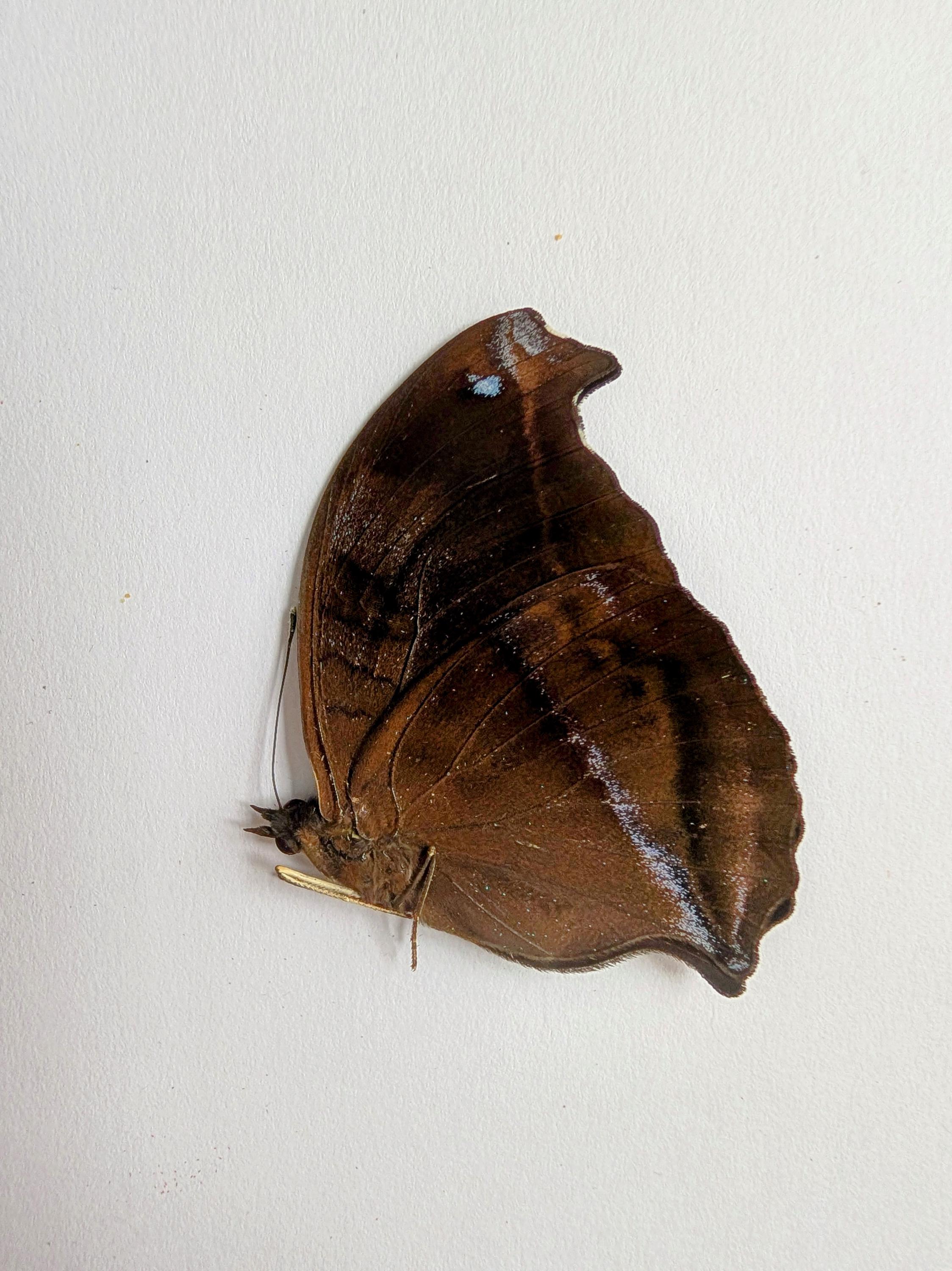 Real Napeocles Jucunda Butterfly Specimen, (great Blue Hookwing ...