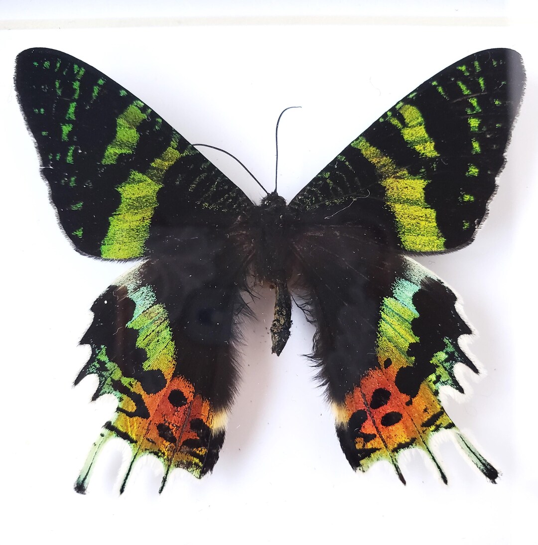 Real LARGE Urania Ripheus (madagascar Sunset Moth) UNSPREAD, Moth Specimen, A1 Quality, Perfect ...