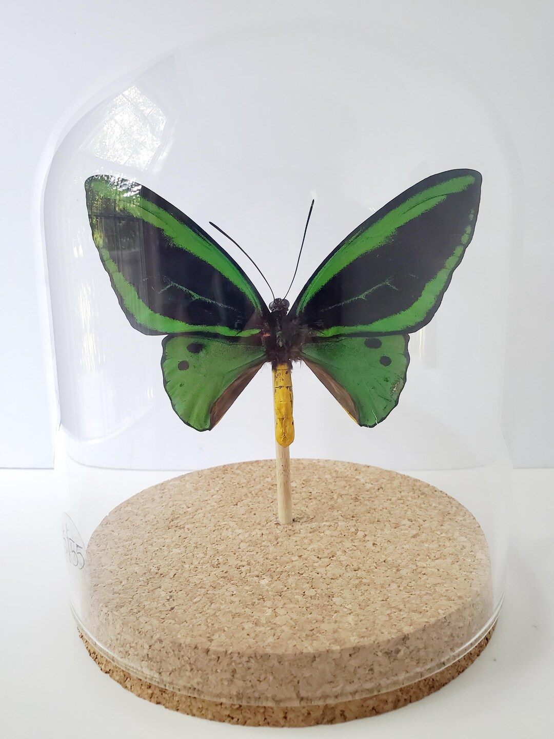Real RARE Preserved Butterfly Dome, Ornithoptera Priamus Poseidon ...