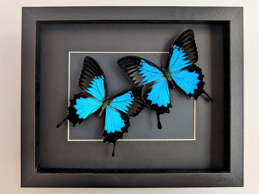 Real Framed Butterfly Duo, Papilio Ulysses (blue Emperor Swallowtail ...