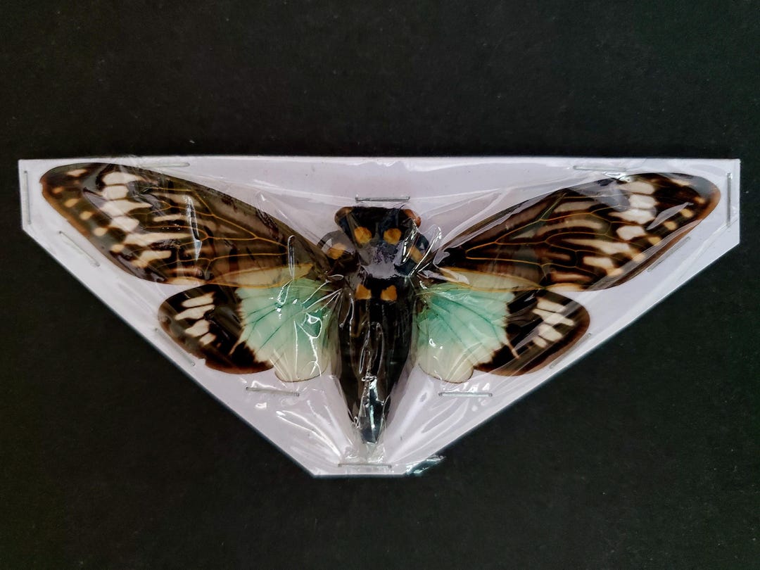 Real Tosena Splendida SPREAD, Cicada Specimen, A1 Quality, Perfect ...