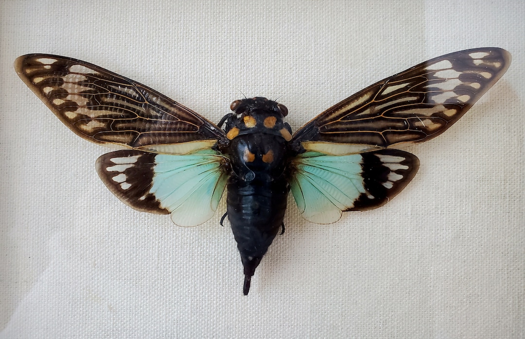 Real Tosena Splendida SPREAD, Cicada Specimen, A1 Quality, Perfect ...