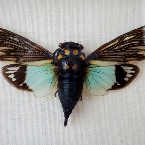 Real Tosena Splendida SPREAD, Cicada Specimen, A1 Quality, Perfect ...