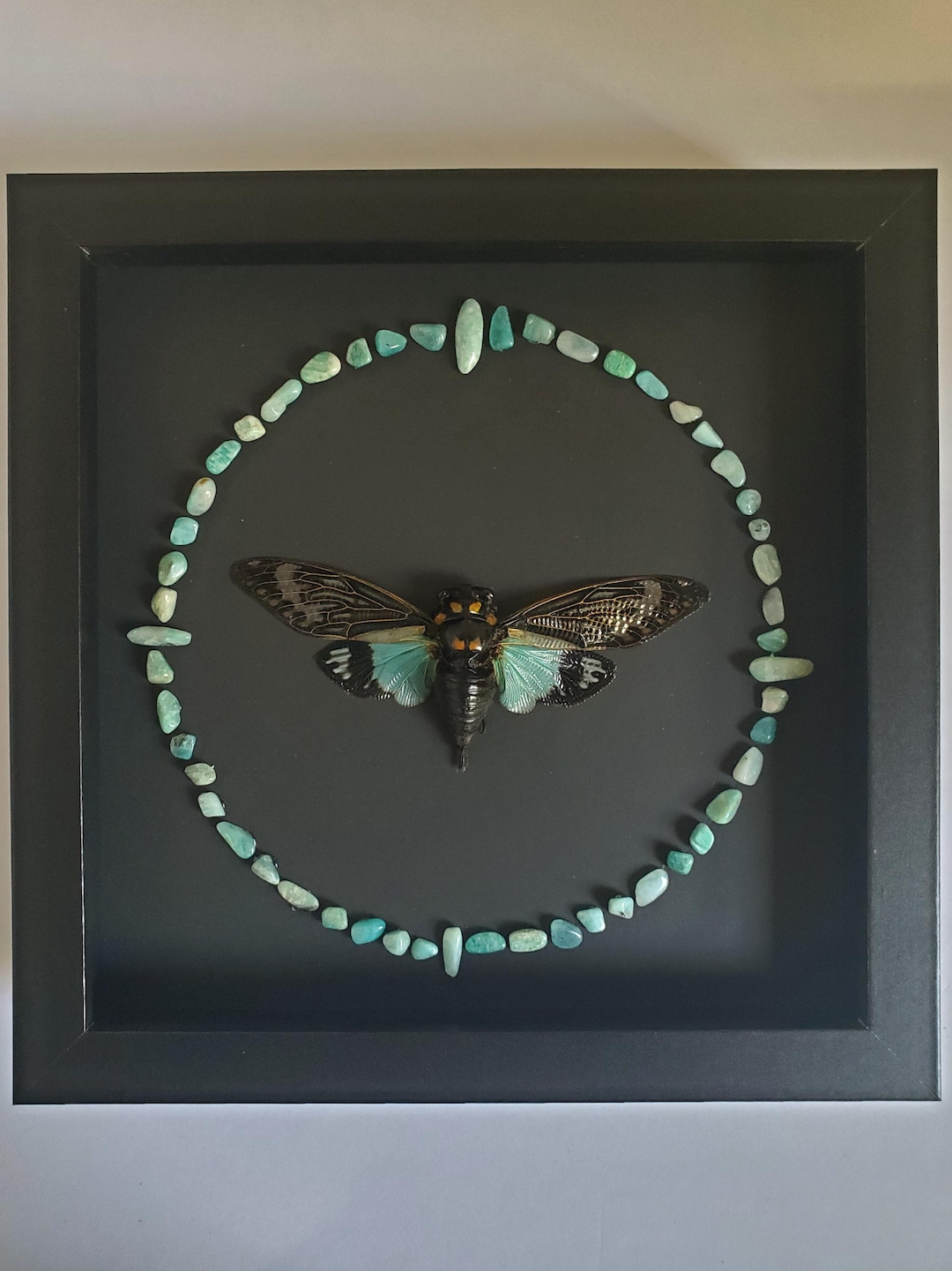 Real Framed Cicada & Crystals, Tosena Splendida (splendid Cicada) and ...