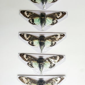 Real Tosena Splendida SPREAD, Cicada Specimen, A1 Quality, Perfect ...