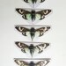Real Tosena Splendida SPREAD, Cicada Specimen, A1 Quality, Perfect ...