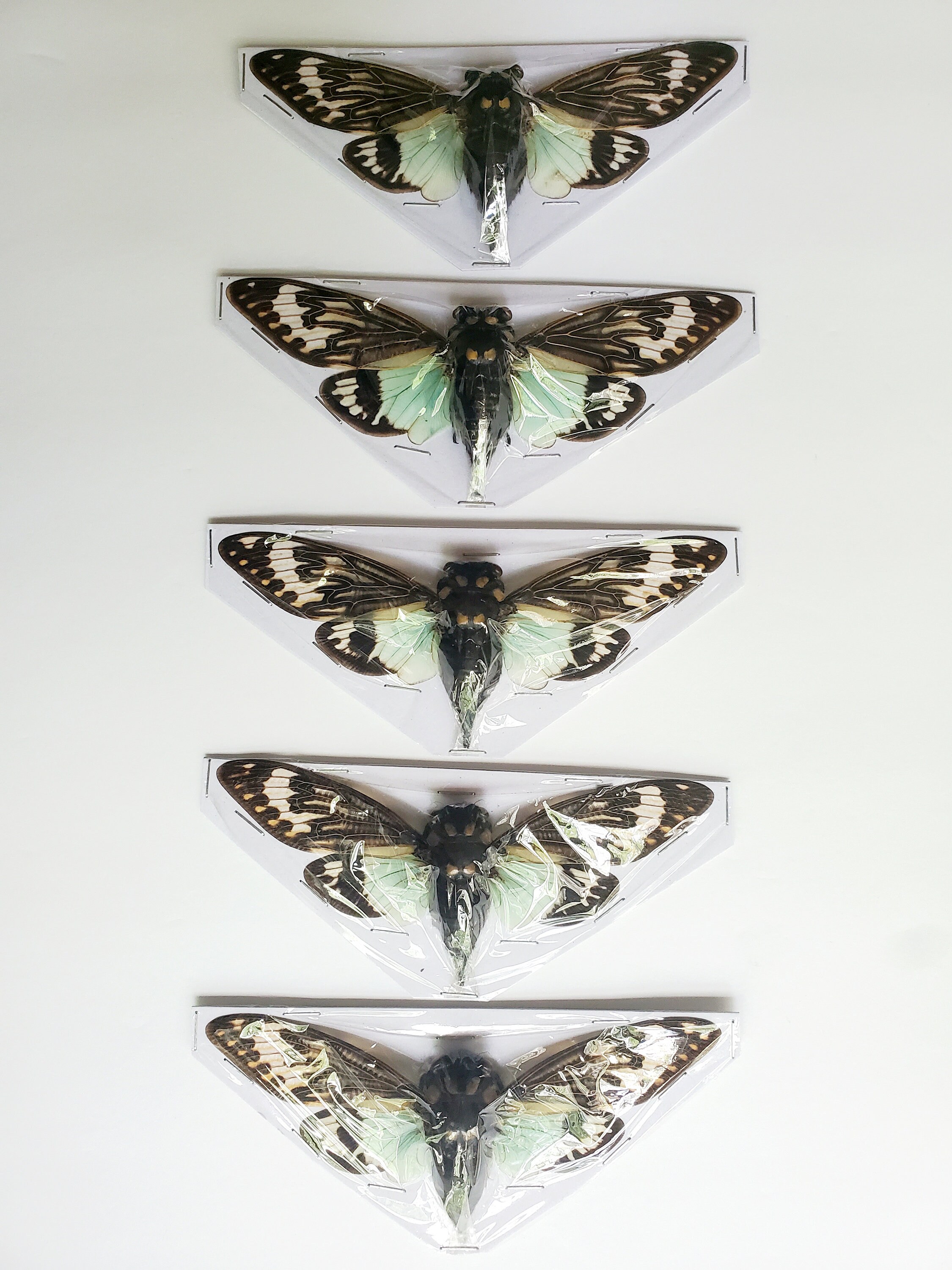 Real Tosena Splendida SPREAD, Cicada Specimen, A1 Quality, Perfect ...