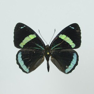 Real Diaethria Clymena Butterfly Specimen (cramer's 88), UNSPREAD, A1 ...
