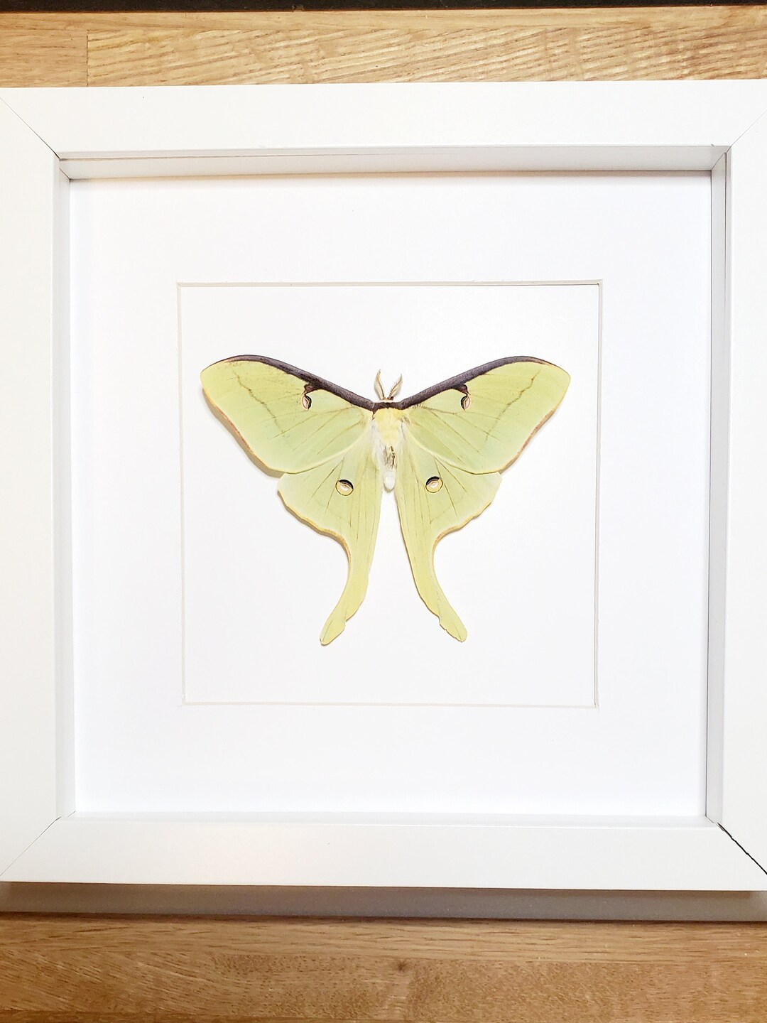 Real Framed Moth, Actias Luna, Luna Moth, Insect Taxidermy, Unique Gift ...