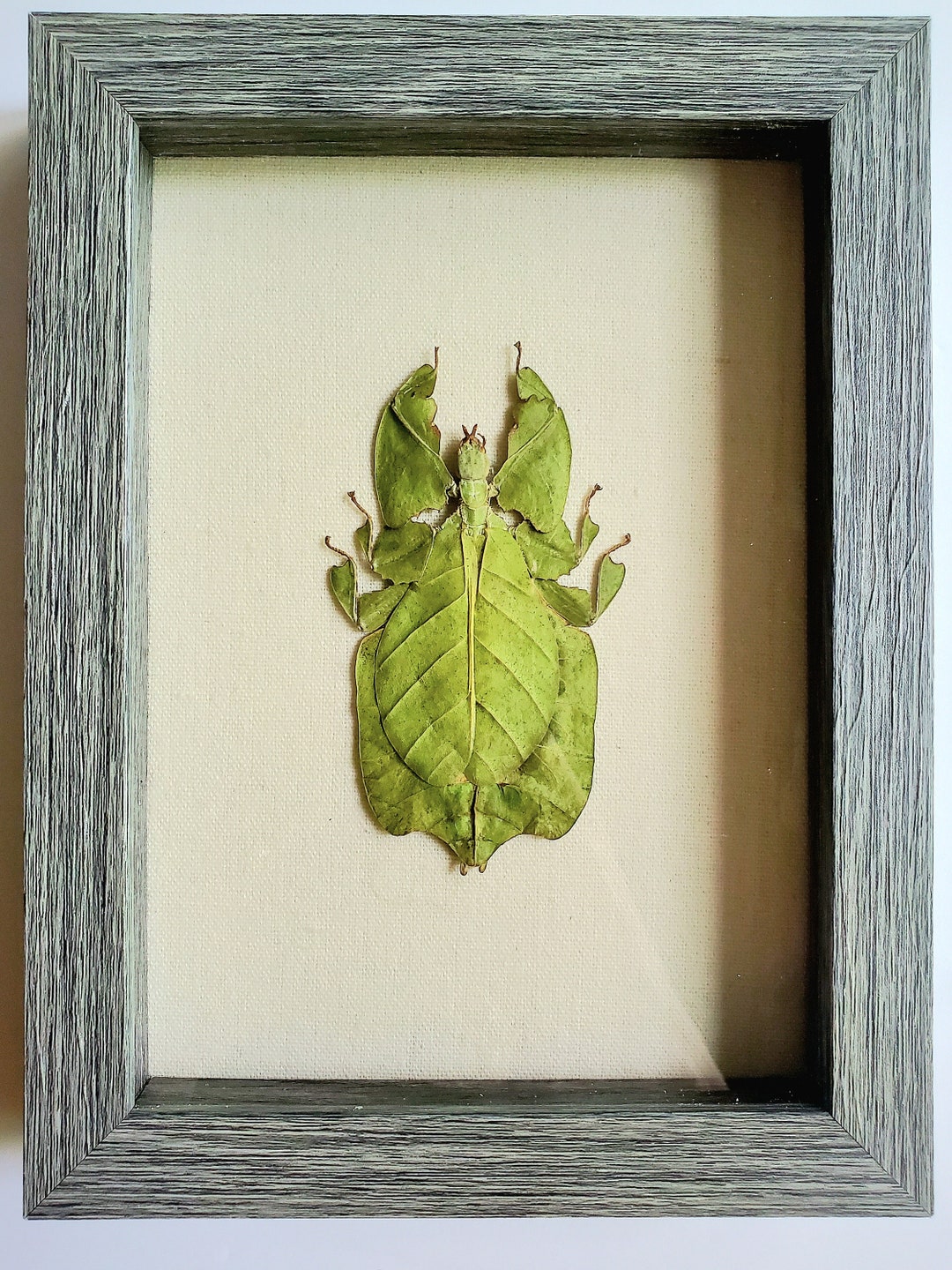 Real Framed Leaf-bug, Phyllium Pulchrifolium, Insect Taxidermy, Unique ...