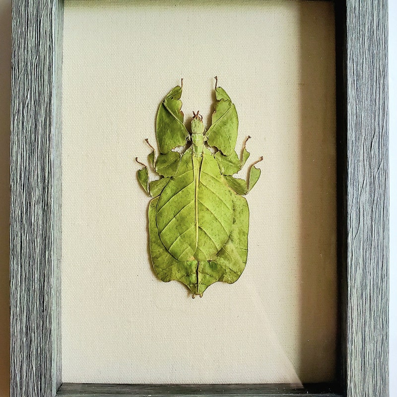 Framed Insects - Etsy