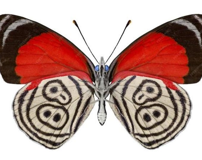 Real Diaethria Clymena Butterfly Specimen (cramer's 88), UNSPREAD, A1 ...
