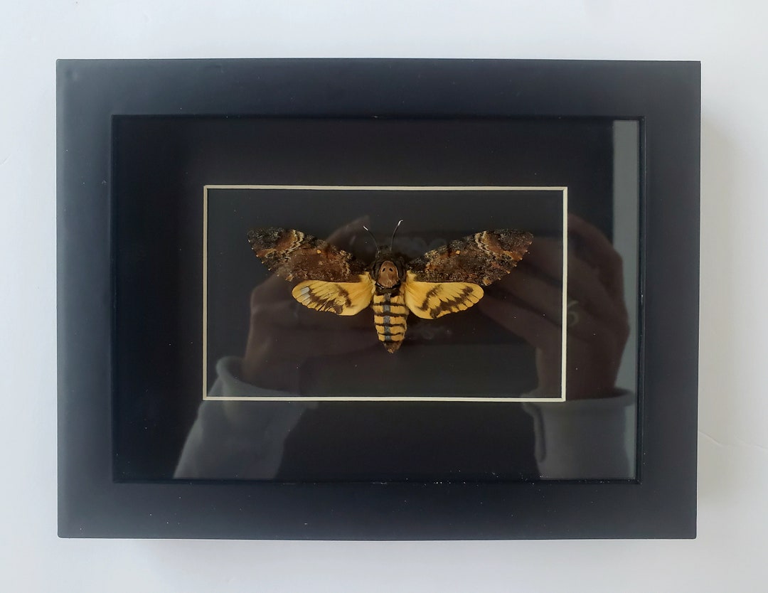 Real Framed Moth, Death Head Hawk Moth acherontia Styx, From the ...