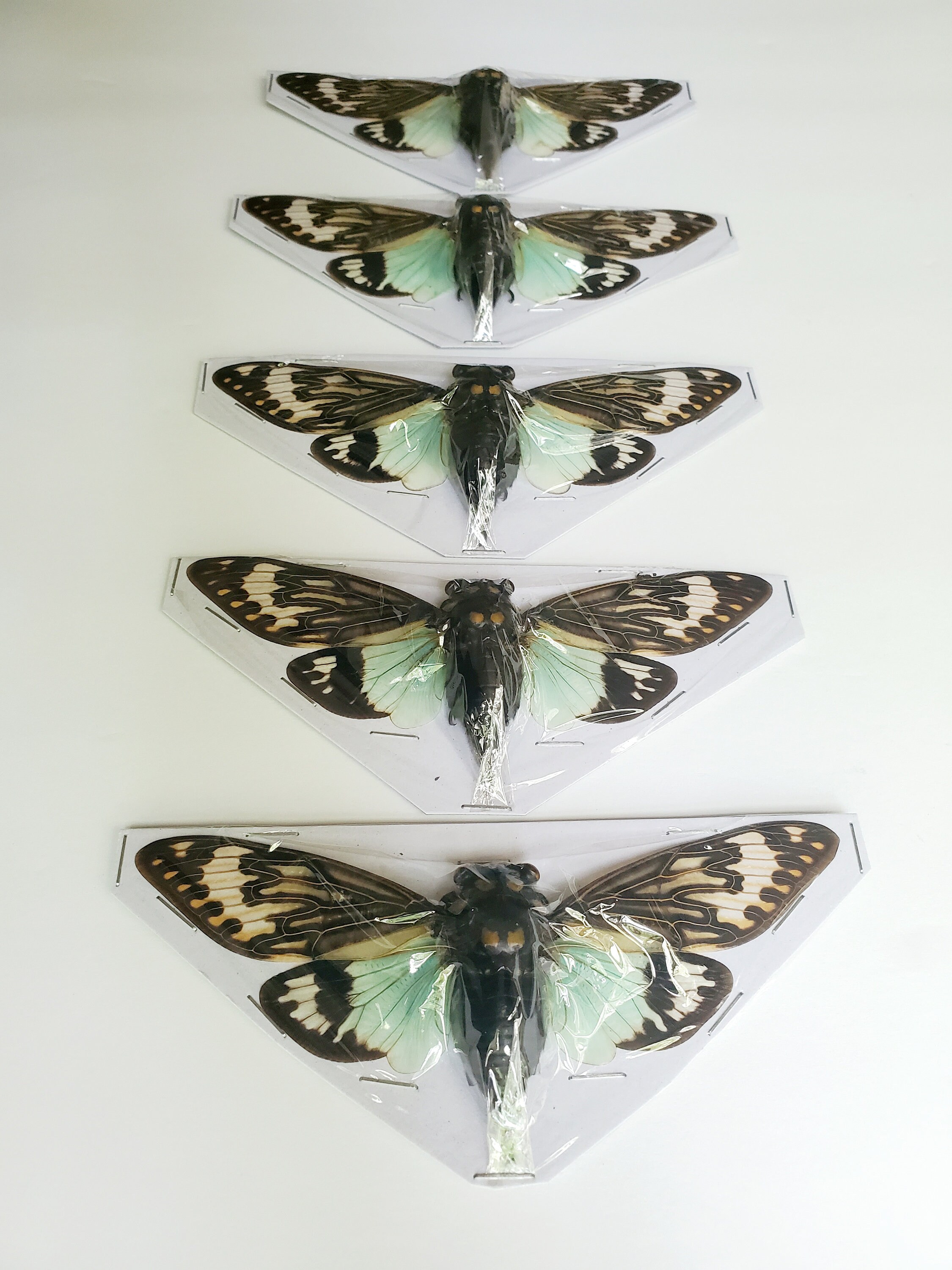 Real Tosena Splendida SPREAD, Cicada Specimen, A1 Quality, Perfect ...