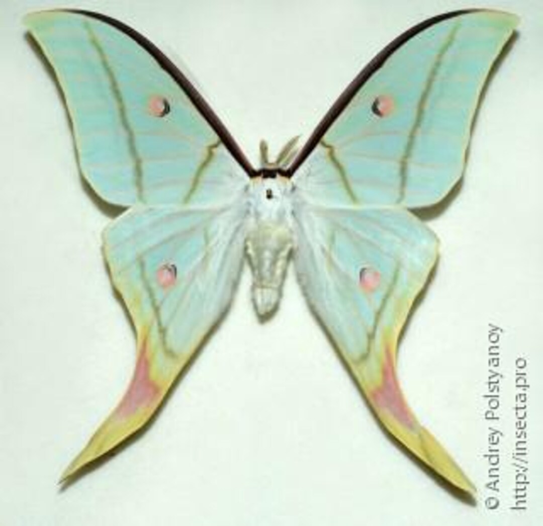 Real LARGE Actias Selene Moth Specimen (indian Moon Moth), UNSPREAD, A1 ...