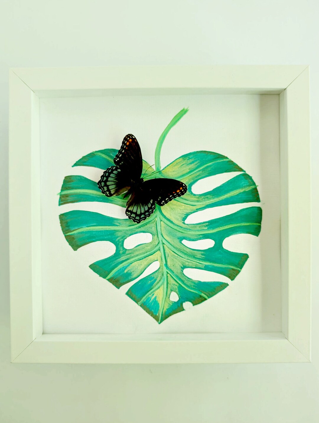 Real Framed Red-spotted Purple Buterfly on Monstera Leaf, Limenitis ...