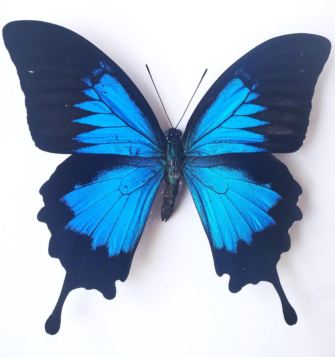 Real Papilio Ulysses Butterfly Specimen (blue Emperor Swallowtail ...