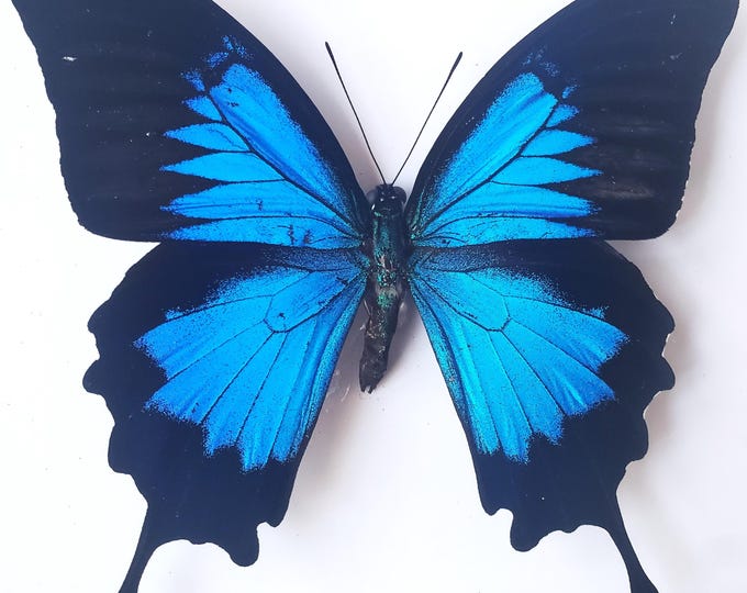 Real Papilio Ulysses Butterfly Specimen (blue Emperor Swallowtail ...