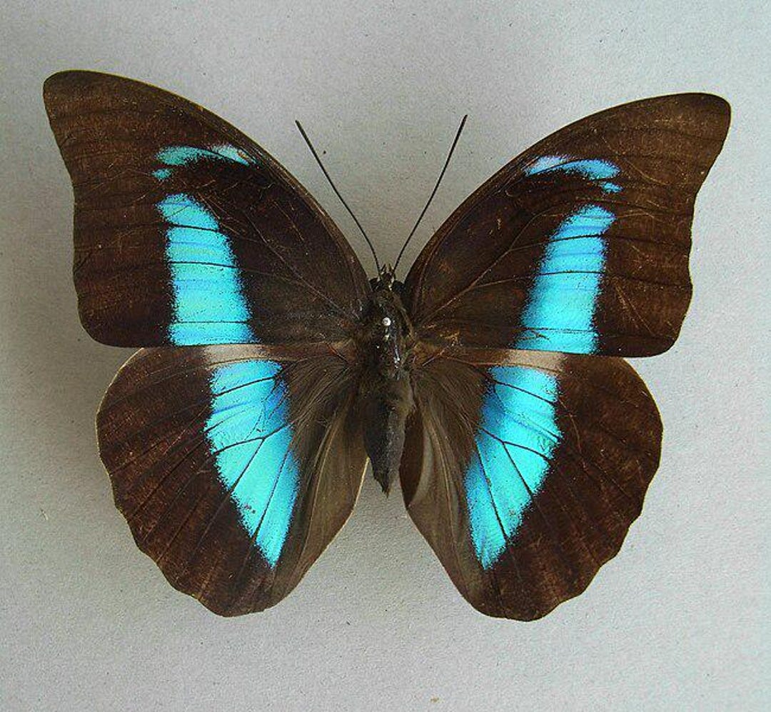Real Archaeoprepona Demophon Butterfly Specimen (one-spotted Prepona ...