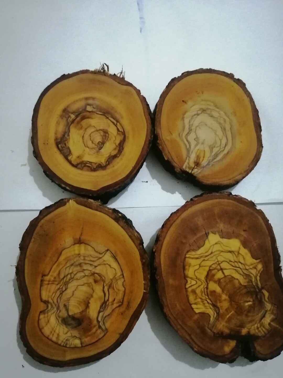 Olive Tree Round Piece, Round Olive Slice, Small Raw Olive Tree, Olive ...