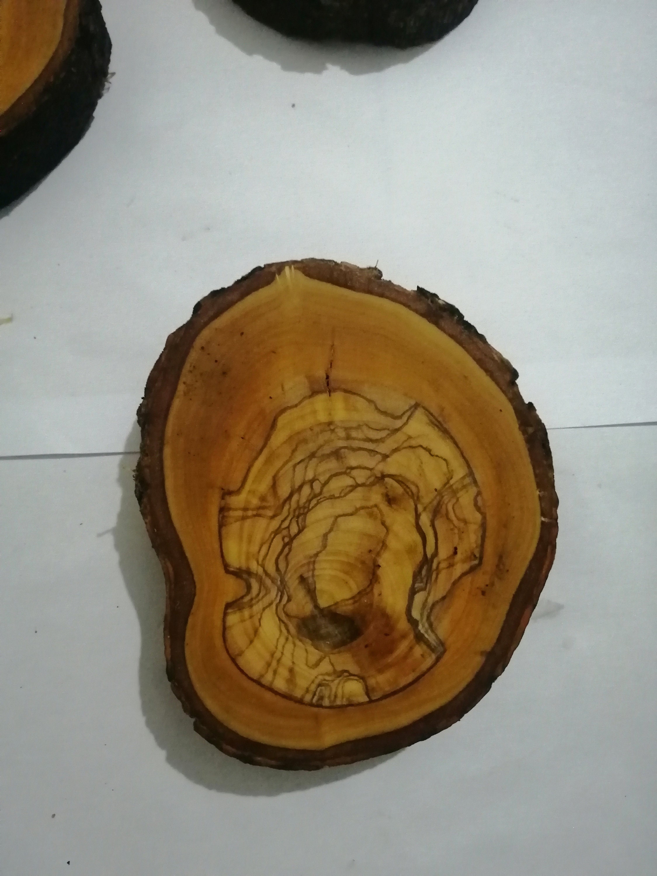 Olive Tree Round Piece, Round Olive Slice, Small Raw Olive Tree, Olive ...