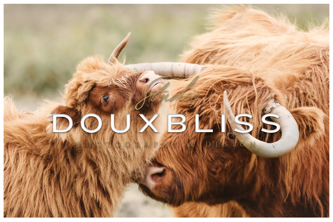 Scottish Highland Cow With Calf Desktop Wallpaper, Laptop Wallpaper HD ...