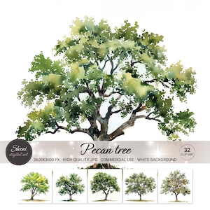 Pecan Tree - Etsy