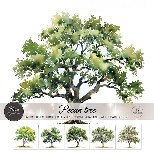 Pecan Tree - Etsy