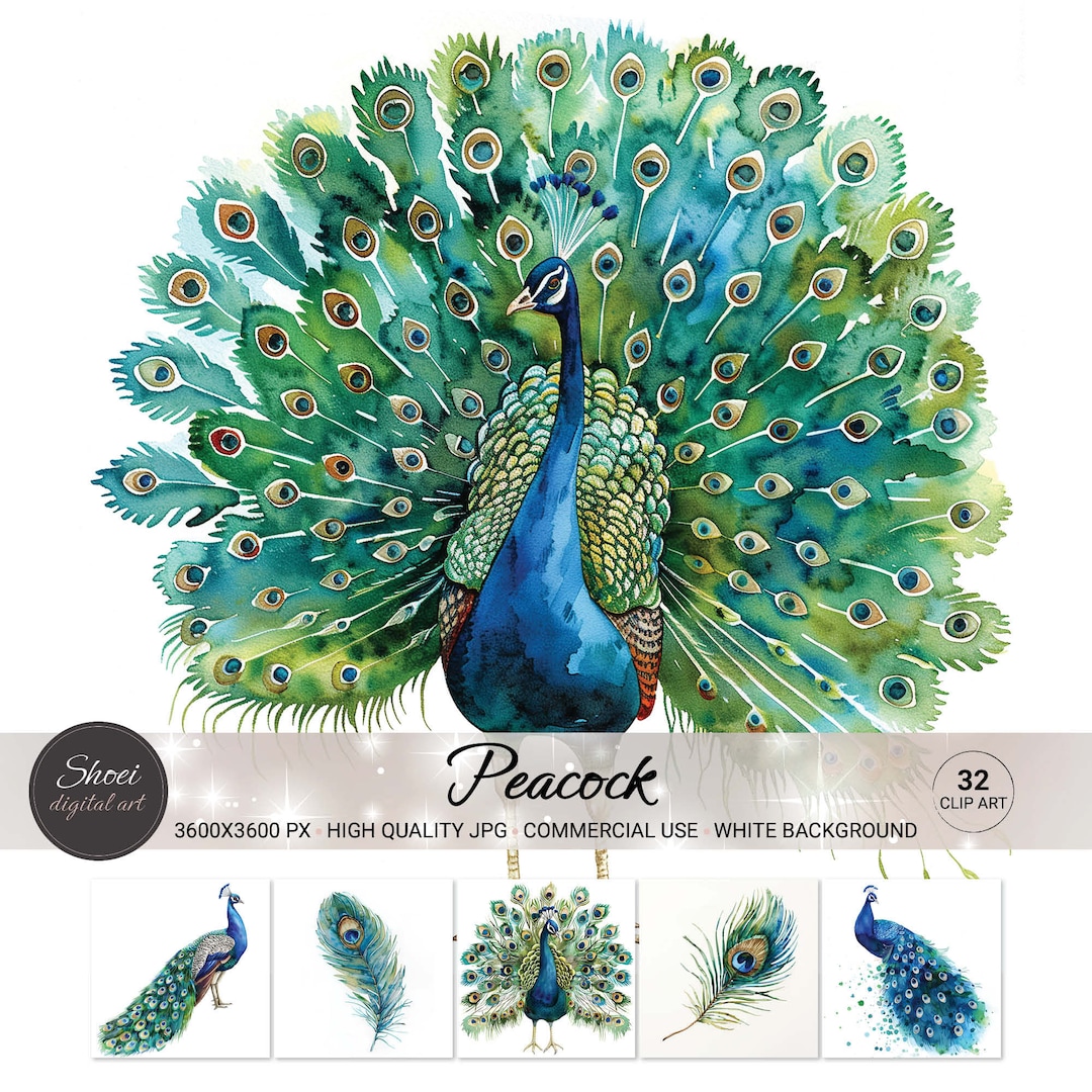 32 Peacock Feather Watercolor Clipart JPG for Art and Craft Projects ...