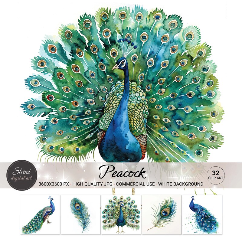 Peacock Clip Art - Etsy