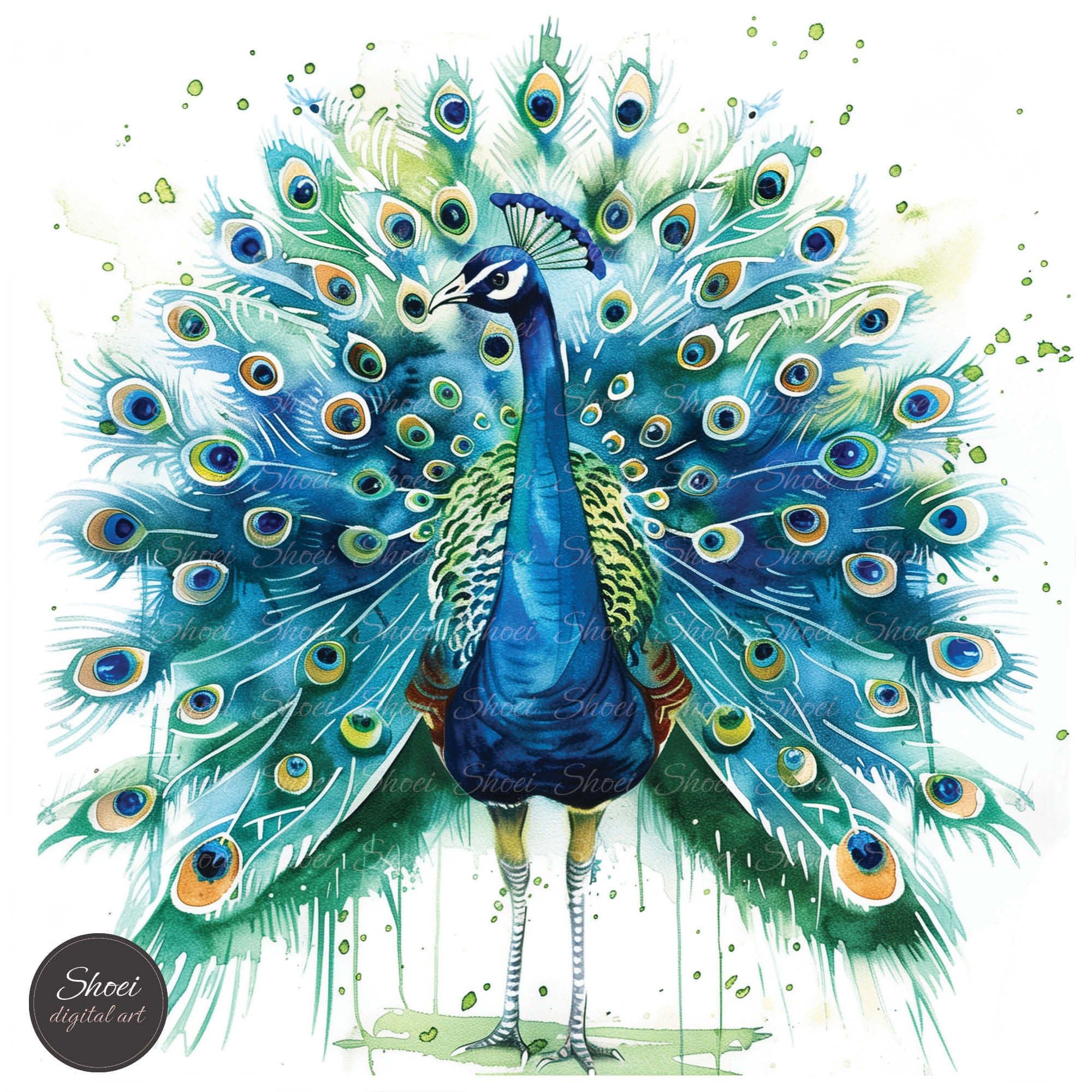32 Peacock Feather Watercolor Clipart JPG for Art and Craft Projects ...