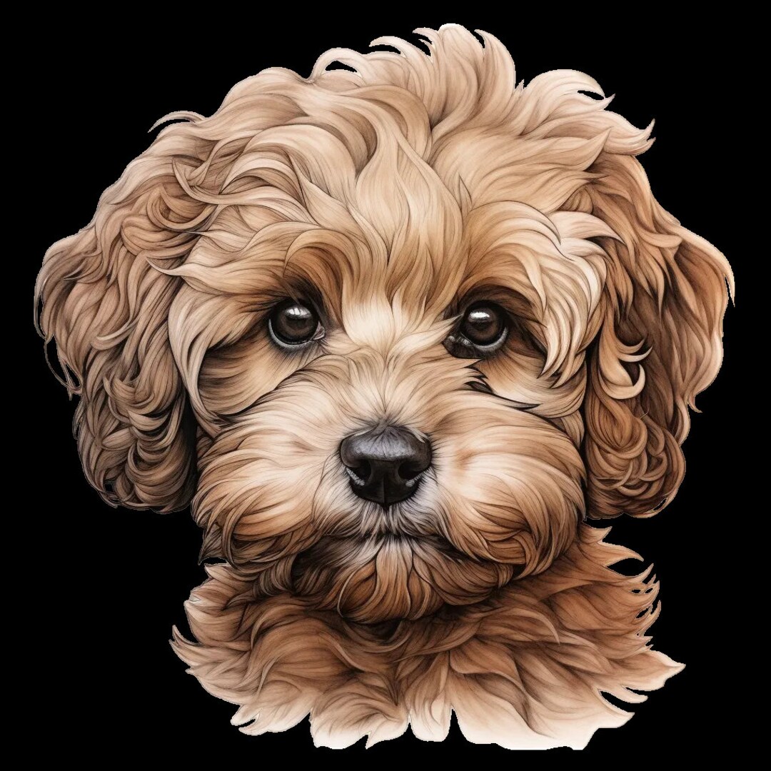 Shipoo Light Digital PNG File | Dog Illustration | Shipoo Clip Art ...