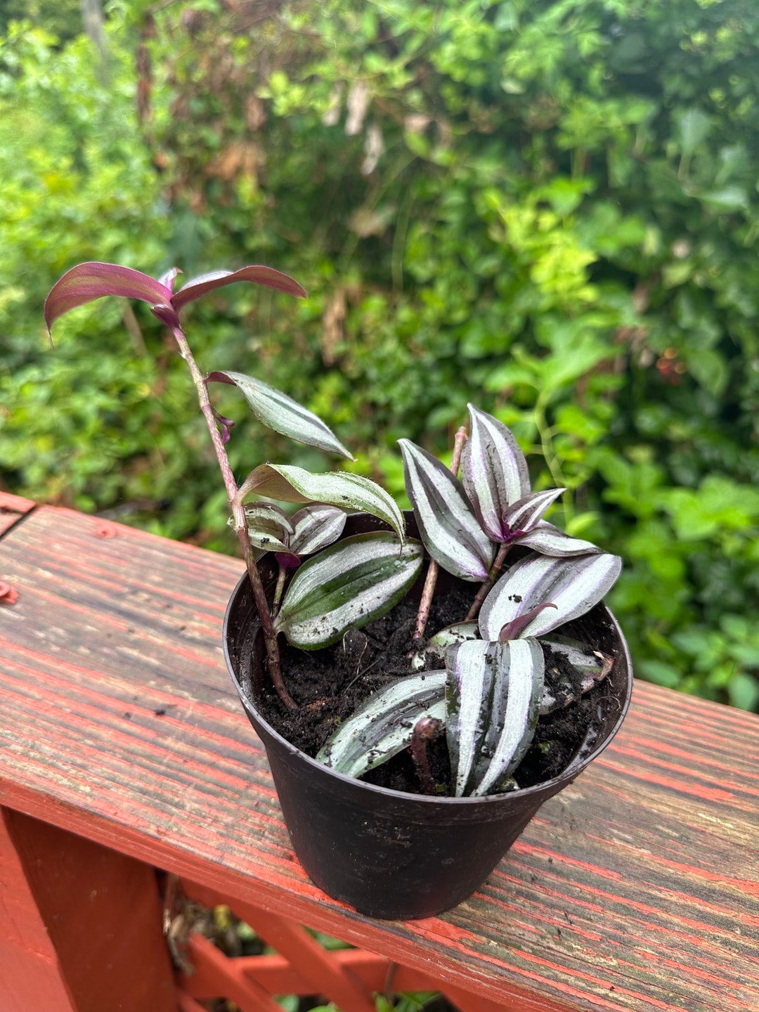 Potted Plant Wandering Dude Tradescantia Zebrina - Etsy