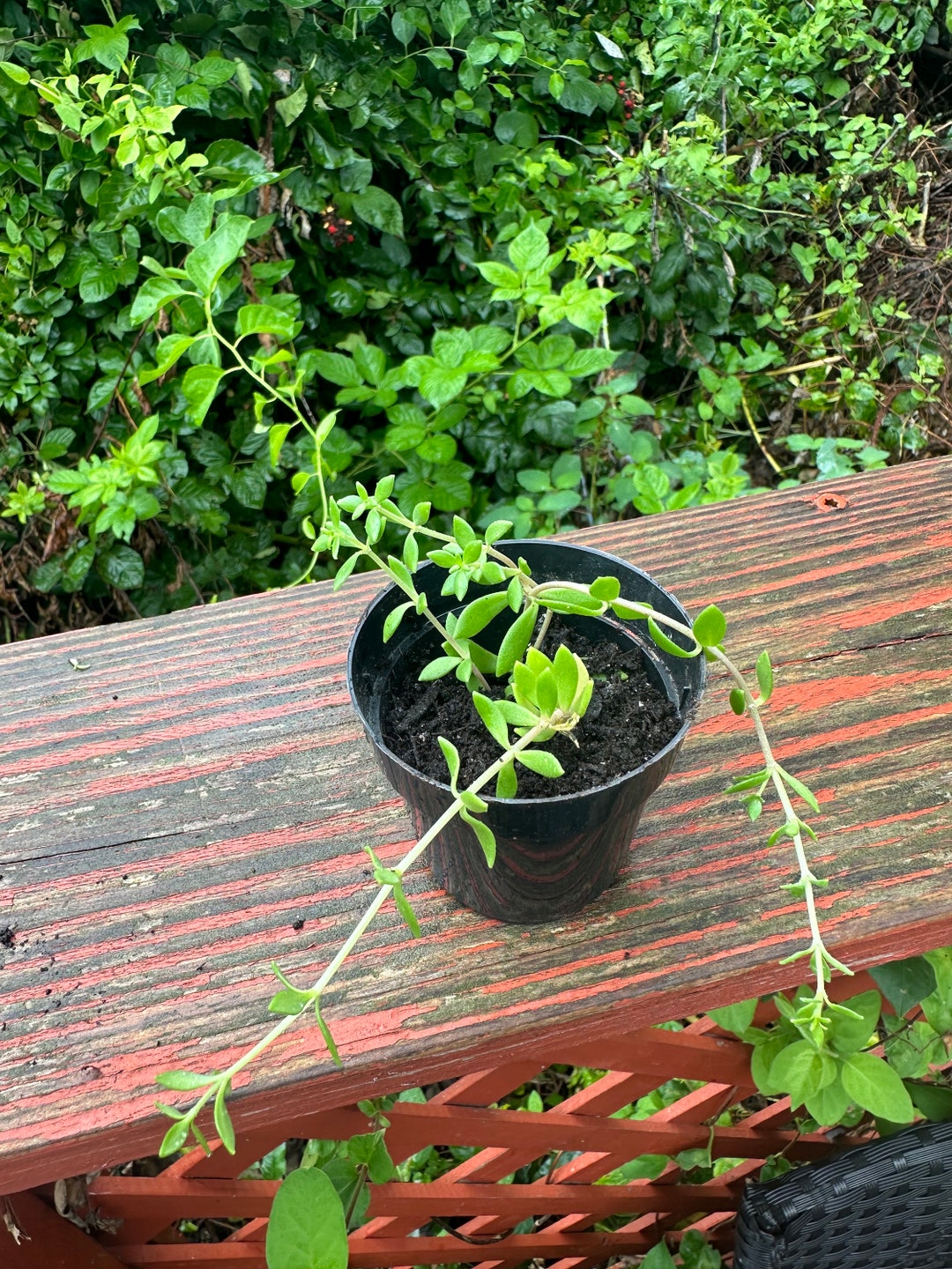 Potted Succulent ( Graveyard Moss ) - Etsy