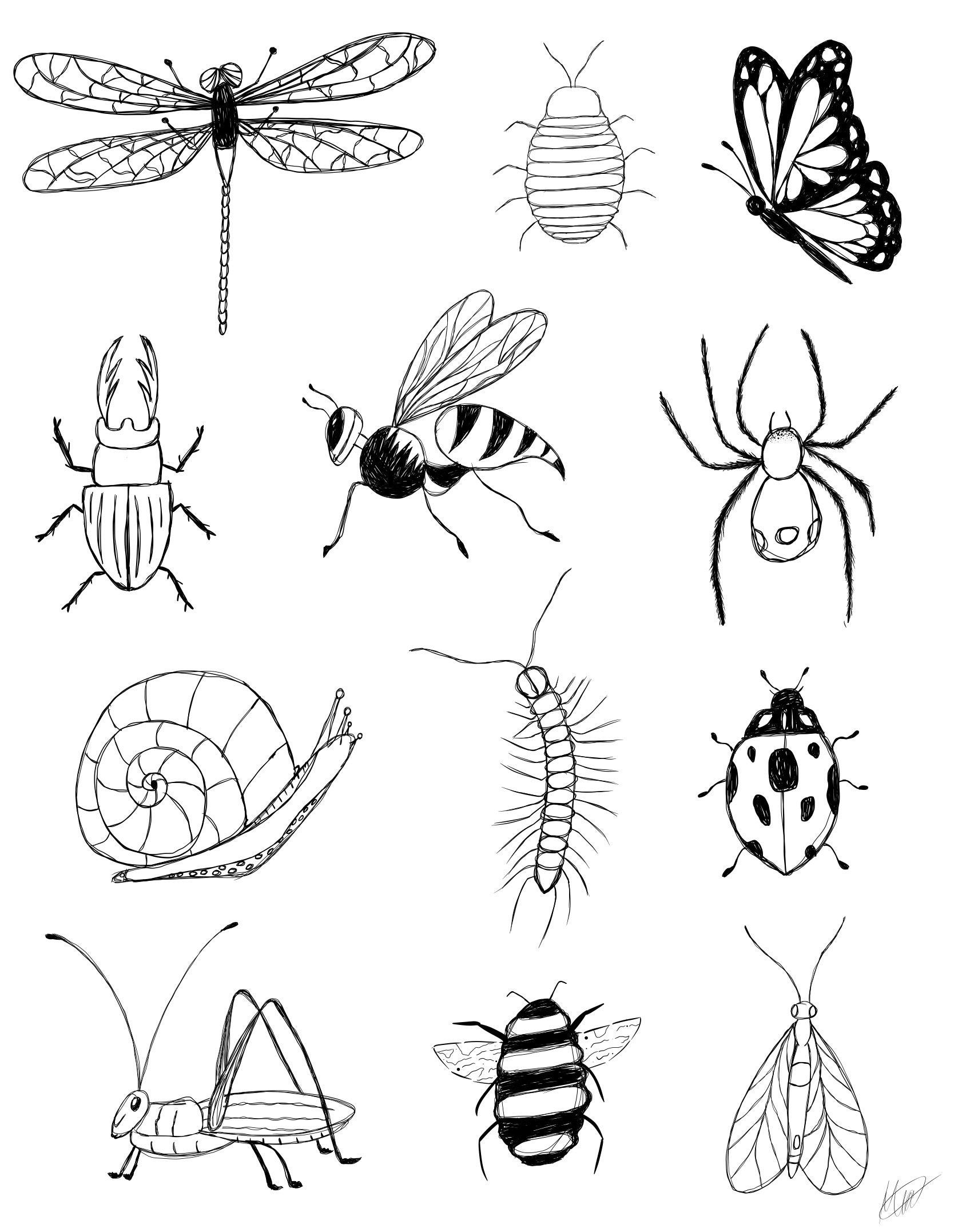 Digital Download Hand Drawn Insect Chart. Digital Download. Insect ...