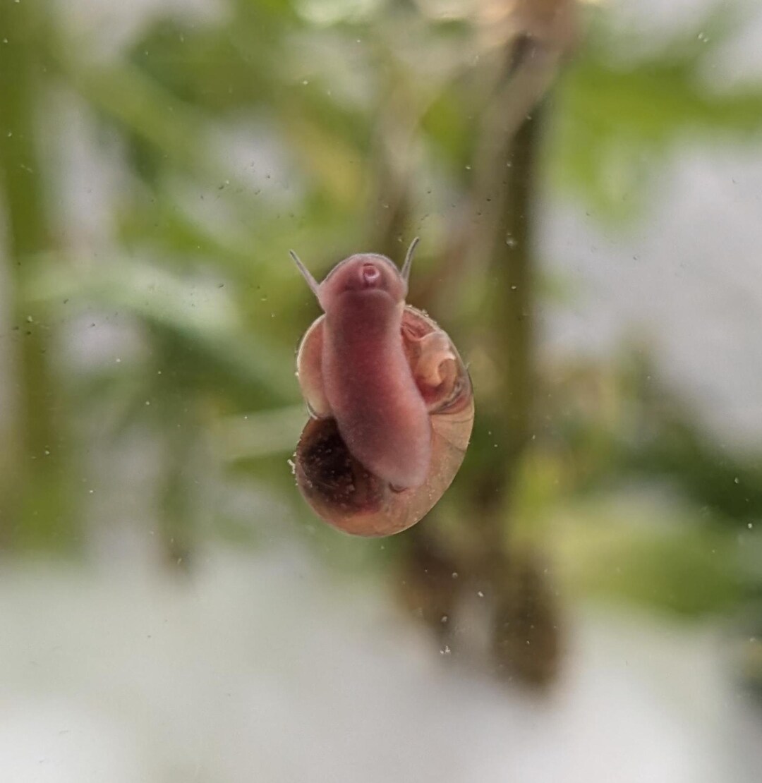 Pink, Red, and Blue Leopard Ramshorn Snails High Quality Great ...