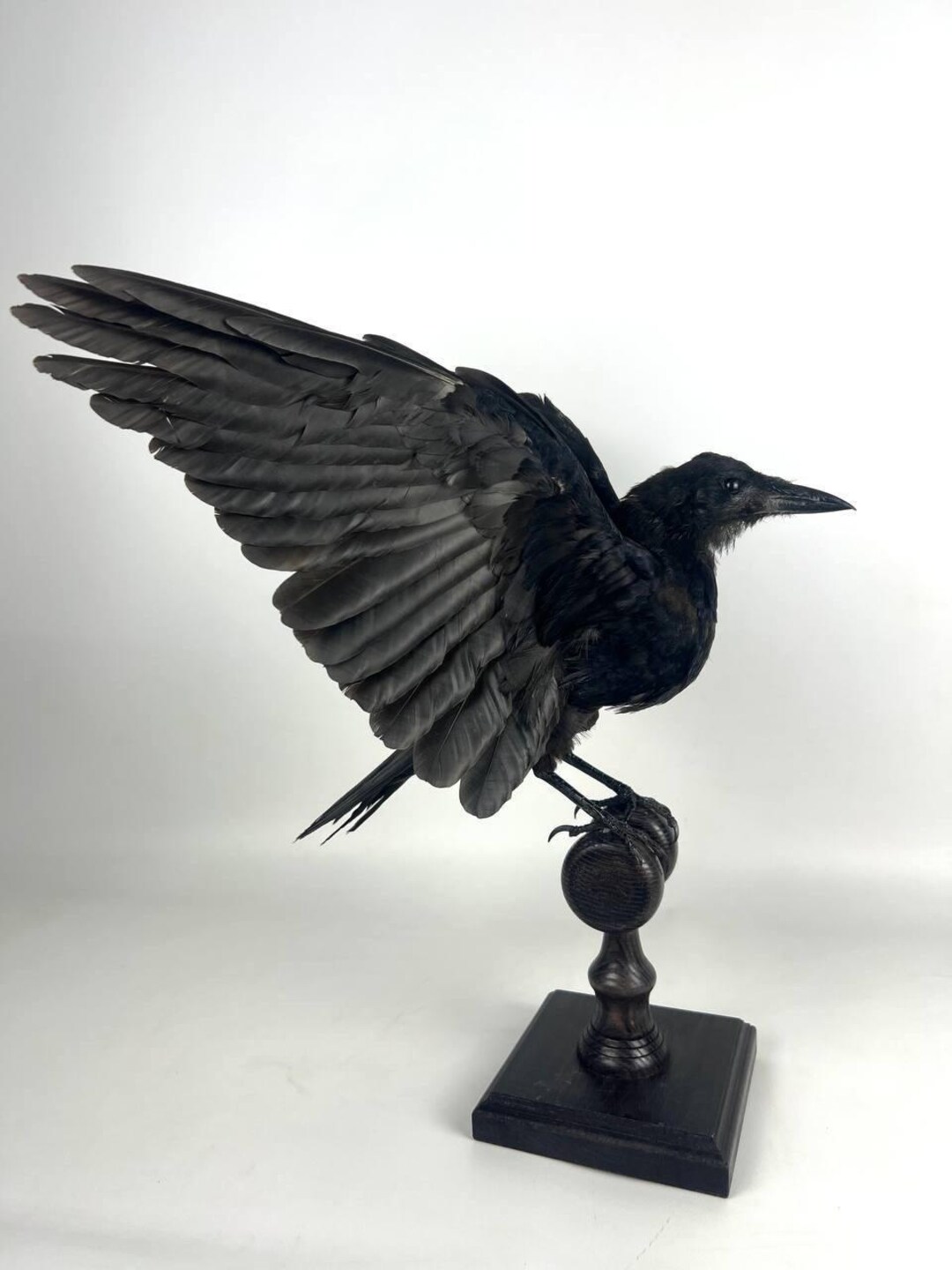 Rook corvus Frugilegus Taxidermy Stand Mount2 - Etsy
