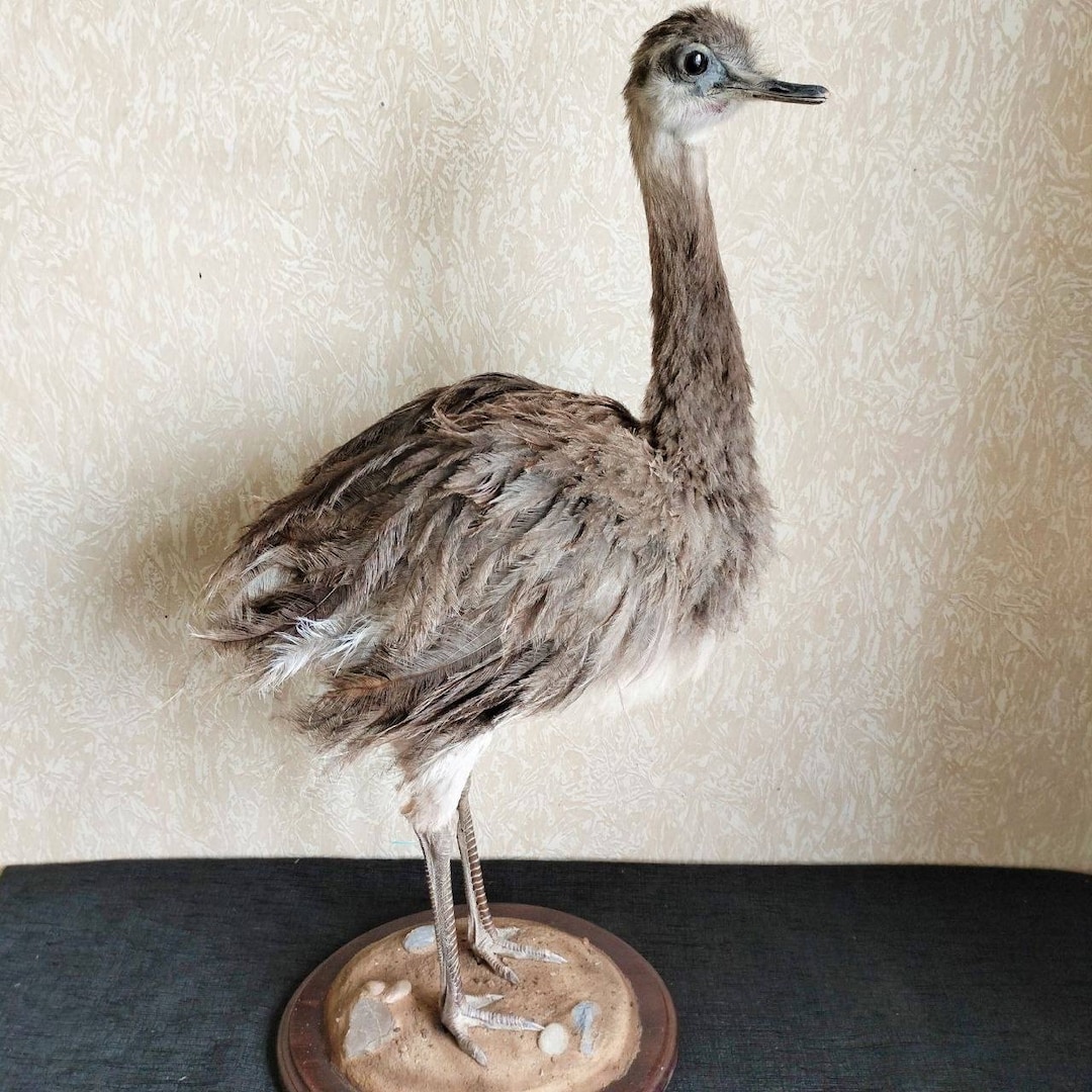 Museum Quality Rhea Ostrich Taxidermy Mount - Etsy