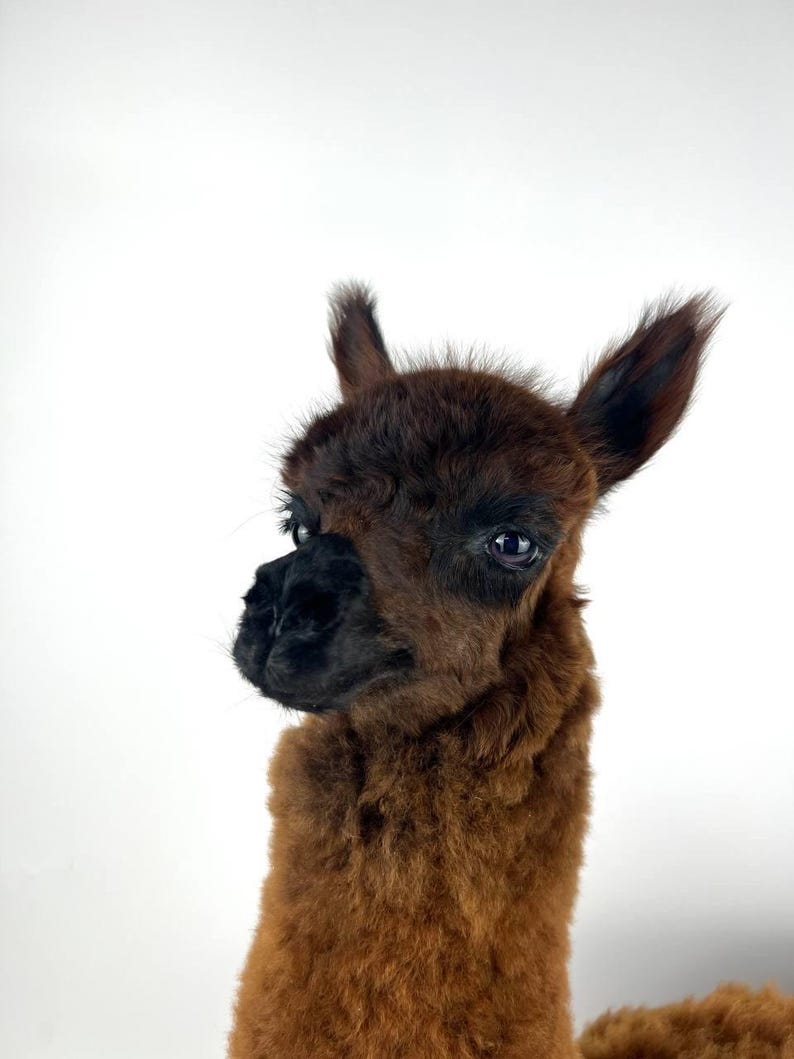 Alpaca (lama Pacos) Taxidermy Stand Mount - Etsy