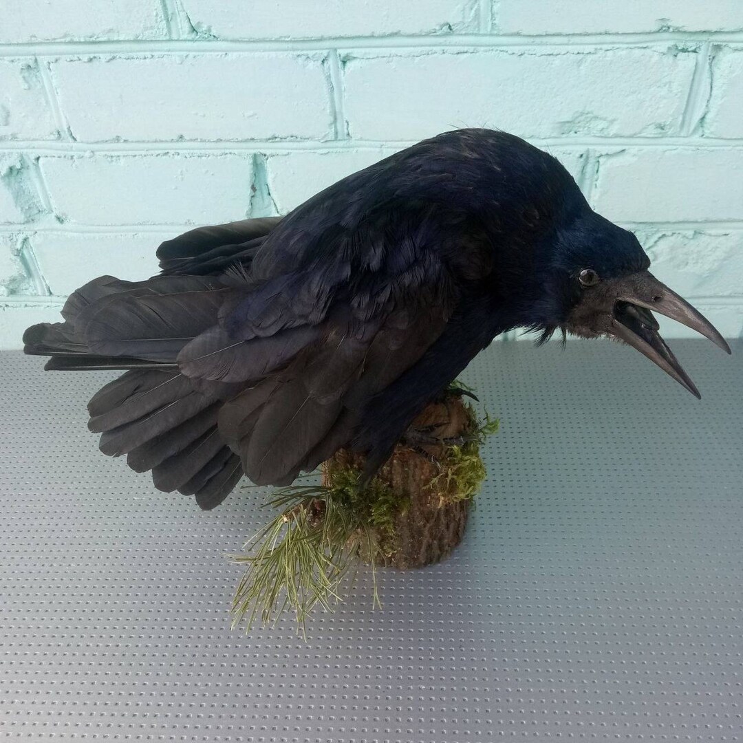Raven Taxidermy Bird Real Stuffed Stand Mount Animal Gothic Tattoo ...